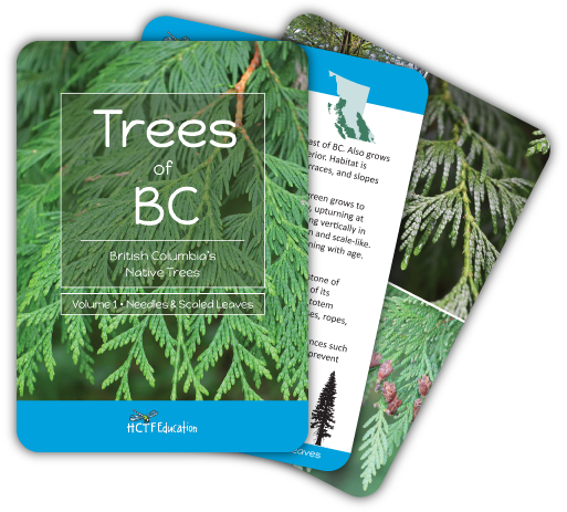Trees of BC Vol 1: Needles and Scaled Leaves ID Cards – Resource Room