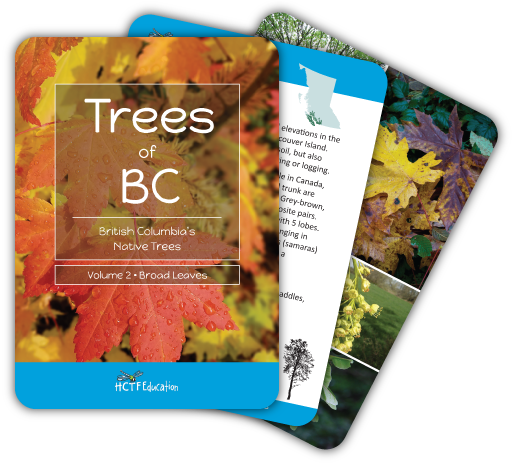 Trees of BC Vol 2: Broad Leaves ID Cards – Resource Room
