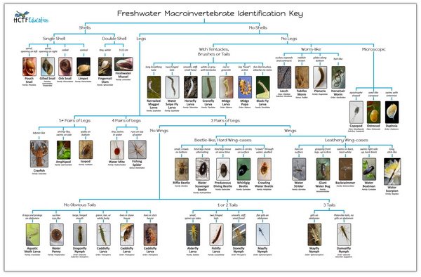 Freshwater Macroinvertebrate Identification Key/Clé d’identification d ...