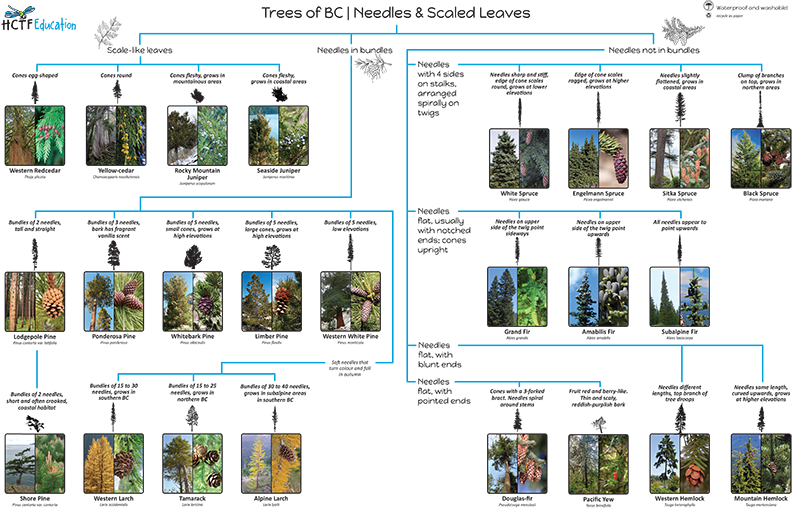 Trees of BC Identification Key (English) – Resource Room